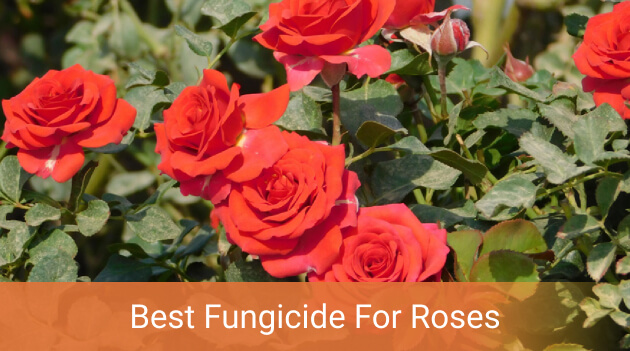 Learn What is the Best Fungicide For Roses - Top Products Review 2020 Learn What is the Best Fungicide For Roses - Top Products Review 2020
